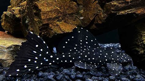 Best Types Of Plecos At Anthony Klein Blog