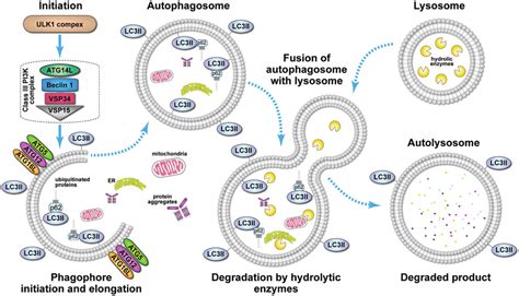 Process Of Autophagy Initiation Of The Autophagy Process Is Mediated