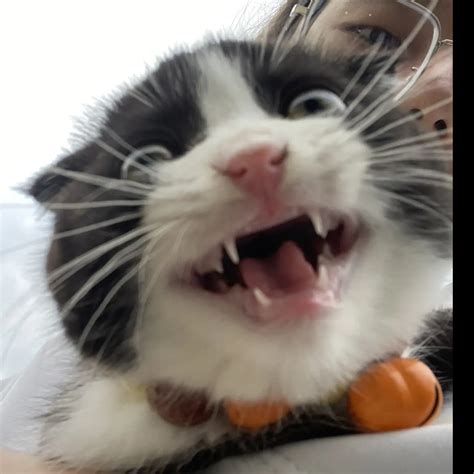 โพสต์ ของ Qppplemon8