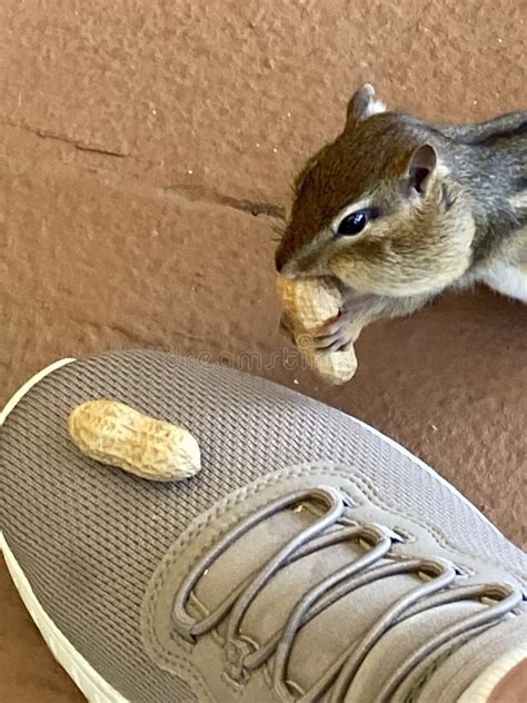 Chipmunk Stock Image Image Of Rodent Wildlife Gerbil 347191977