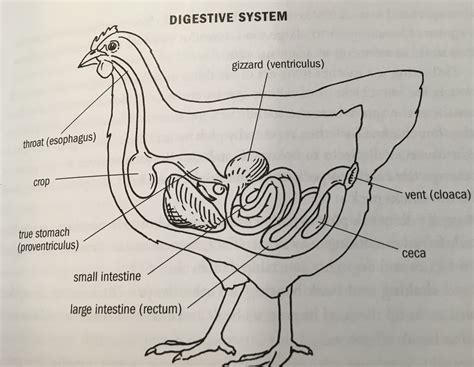 Cloaca Function In Male Chicken