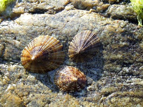 Common Limpet Charmouth Heritage Coast Centre