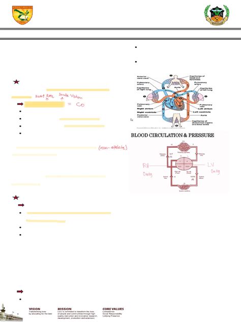 Circuitry Of Cv And Hemodynamics Pdf Circulatory System Artery