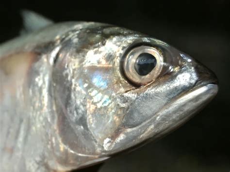 Short Mackerel Facts Diet Habitat And Pictures On Animaliabio