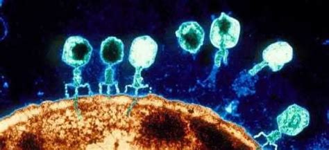 Crispr Anche I Virus Potrebbero Usarlo
