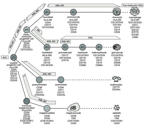 Hypothetical Scheme Of Myeloid Differentiation The Expression Of