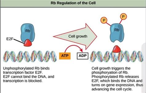 Biol 111 Exam 3 Lecture 1 Flashcards Quizlet