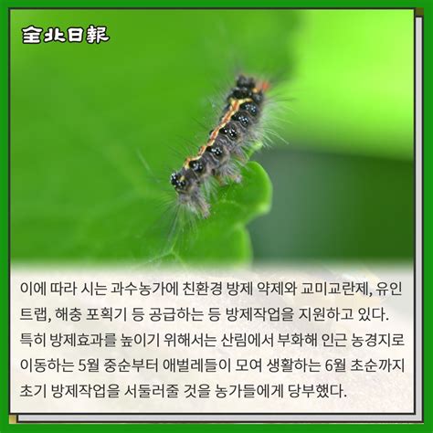 카드뉴스 전주시 과수 피해 입히는 해충 방제 지원