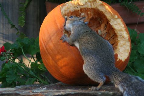 How To Stop Squirrels From Eating Your Pumpkins This Season Dengarden