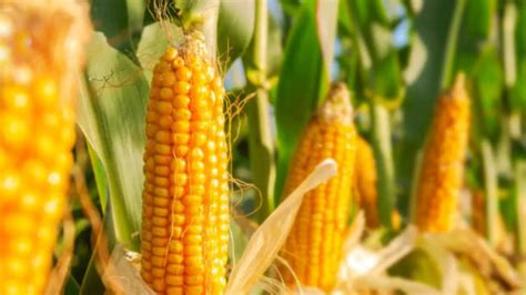 Corn And Cancer Can Eating Corn Cause Cancer Due To Aflatoxin Mold