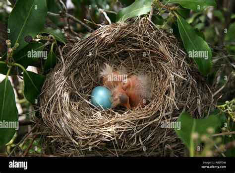 Robin Egg Hatching