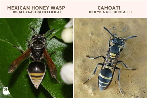 Does A Wasp Make Honey Honey Producing Wasps