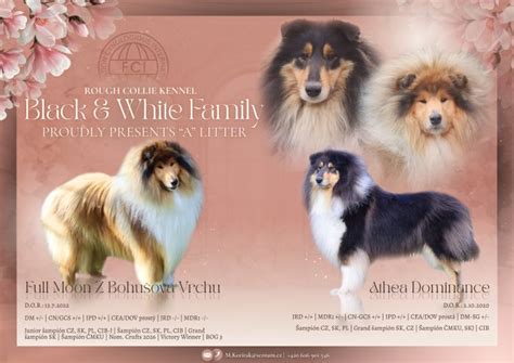 Štěňátka Dlouhosrsté Kolie Čáslav Nové Město Kutná Hora Prodám Chovzvířatcz