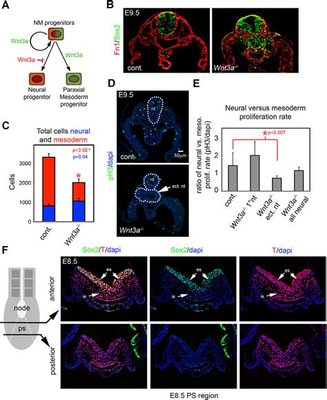 Figure 1 From Lineage Tracing Of Neuromesodermal Progenitors Reveals Novel Wnt Dependent Roles