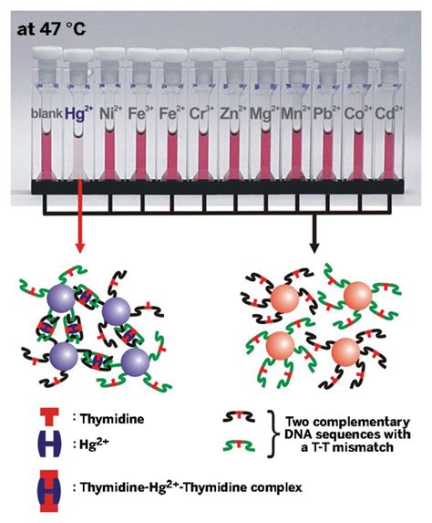 Sensitive Selective Mercury Sensor