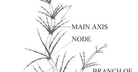 Chara Structure Of Vegetative Body And Reproduction