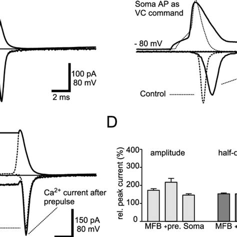 Rapid And Effective Activation Of Ca 2 Currents During Ap Waveforms A