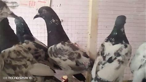 25 پیس کھوس لگی صاف مال 11500 کے نمبر 03025375953 Youtube