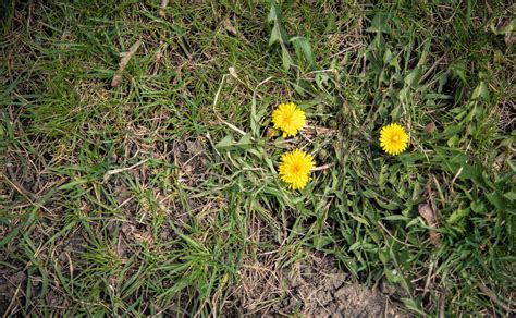 Professional Dandelion Weed Control In Minneapolis Mn Rainbow Lawncare