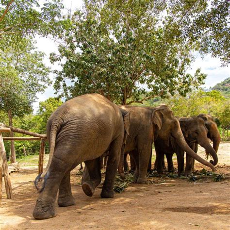 Samui Elephant Haven Wild Cottages Elephant Sanctuary Bophut
