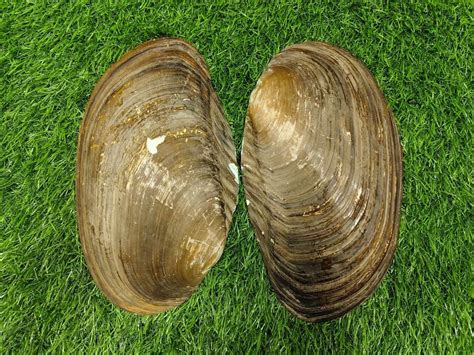 10inch Brown Clam Seashell At ₹ 310piece Old Washermanpet Chennai 10inch Brown Clam Seashell At ₹ 310piece Old Washermanpet Chennai
