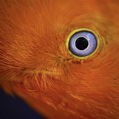 Closeup Of Perus National Bird The Andean Cock Of The Rock R