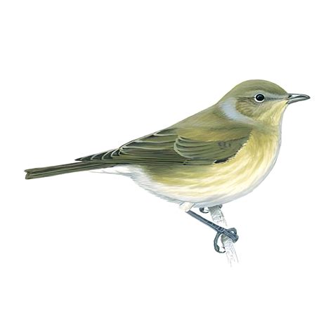 Warblers Uk Grasshopper Warbler Bird Facts Locustella Naevia