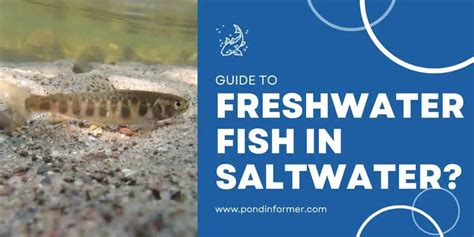 Why Cant Freshwater Fish Live In Saltwater Pond Informer