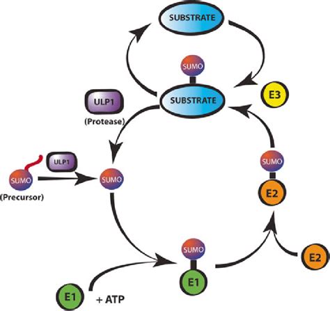 The Sumo Cycle Mature Sumo Is Generated By Endoproteolytic Cleavage Of