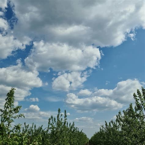 Premium Photo A Blue Sky With Clouds And Trees With A Few Clouds In