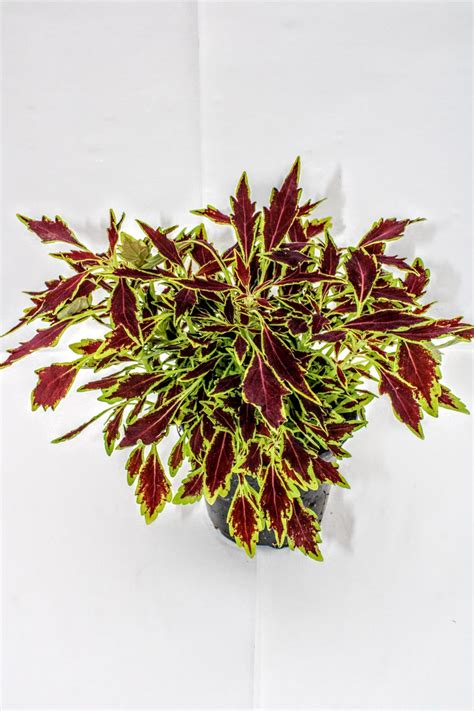 Coleus Flamethrower Serrano Etsy