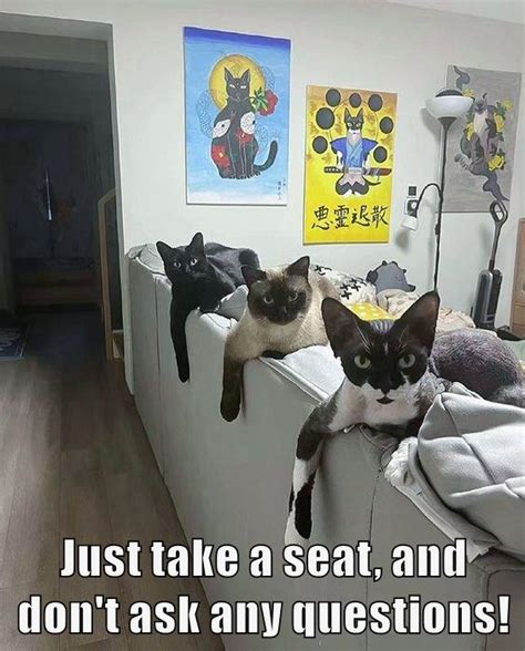 The Itty Bitty Kitty Committee Has Gathered Lolcats Lol Cat Memes