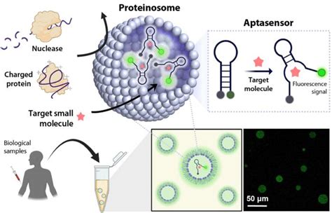 Protein Based Microcapsule Saves Sensors And Lives