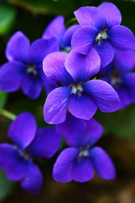 Violet Birth Mom