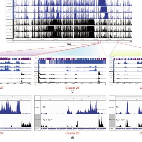 Transcriptome Alignment Of Streptomyces Sp 1647 Under Different