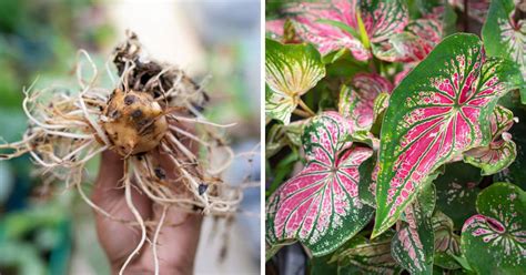 How To Propagate Caladium