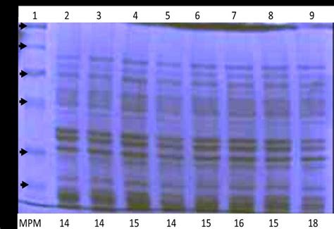 Protein Profiling Definition At Roger Storey Blog