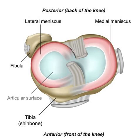 72 Structure And Function Of Synovial Joints Flashcards Quizlet