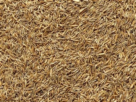 Kwik Mix Seed 50lbs Stone Age Landscaping Llc