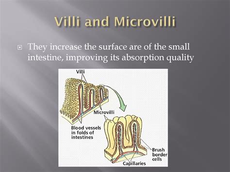 The Urinary And Digestive Systems Ppt Download