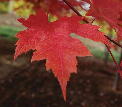 Fall Maple Leaf
