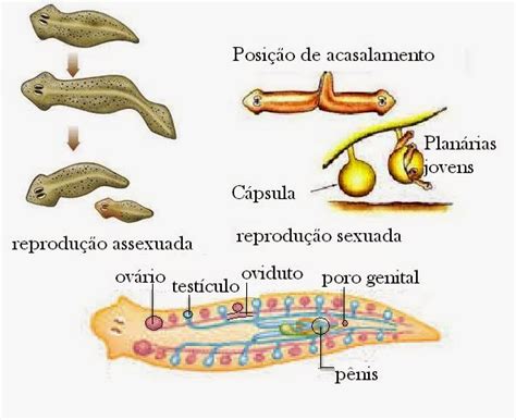 G E Z Ciências Vermes 1 Platelmintes