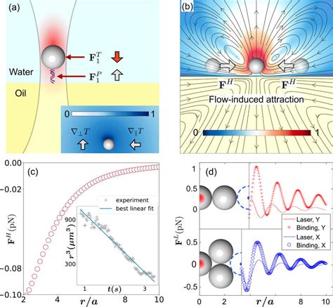 Long Ranged Optofluidic And Short Ranged Optical Binding Forces A