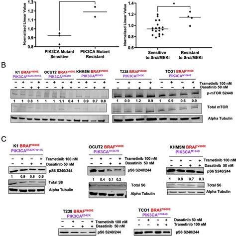 Combined Src And Mek12 Inhibition Minimally Impacts Mtor Signaling A