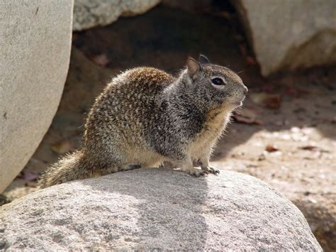 Ground Squirrel Alchetron The Free Social Encyclopedia