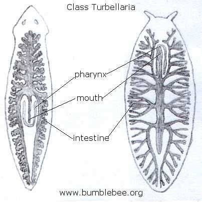 Platyhelminthes Diagram