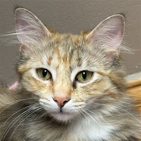 Cats Currently Available For Adoption — Purrfect Cat Rescue
