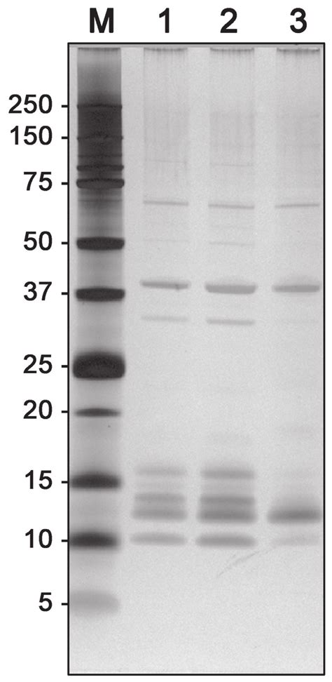 Silver Stained Sds Page Of Transglutaminase Preparations M Molecular