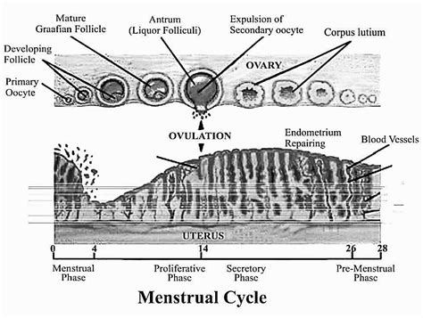 Class 12th Biology Chapter 3 Human Reproduction Ncert Quick Revision Notes For Neet And Cbse