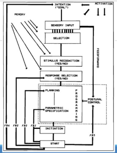 Information Processing In Motor Control Flashcards Quizlet